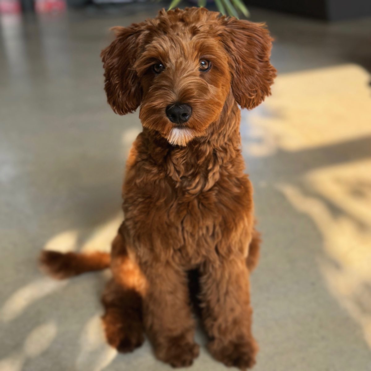 Australian Labradoodle Zucht Bayern, Original & liebevolle Hobbyzucht